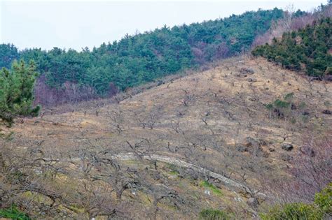 광양 매화마을 꽃 없는 축제 개화시기 지연 3월 8일 실시간 풍경 네이버 블로그