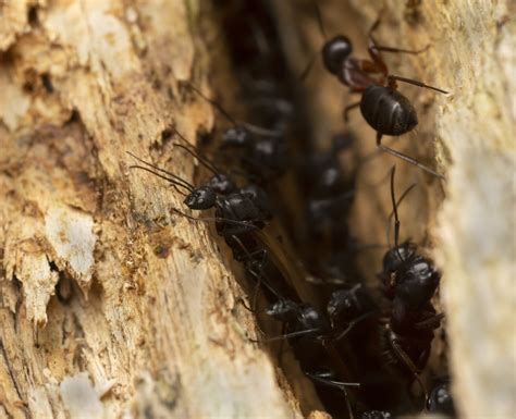 Behind The Boards Understanding Carpenter Ant Behavior And Infestation