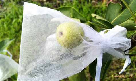 Forum Fruit Fly Exclusion Bags