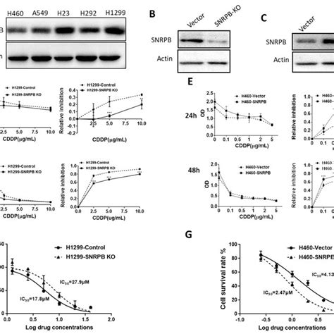 Snrpb Regulates Cisplatin Induced Cell Cycle Arrest In Nsclc Cells A