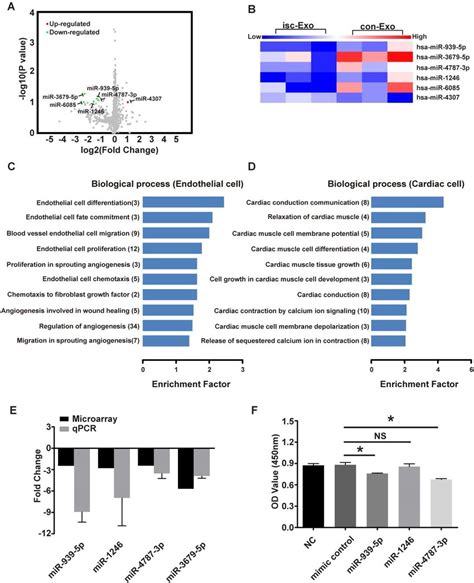 The Microarray Analysis Of Isc Exo And Con Exo A Volcano Plot And