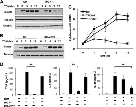 C Type Lectin Receptor Dectin 3 Mediates Trehalose 66′ Dimycolate Tdm