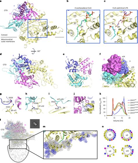 Architecture Of Human Gpat1 A Cryo Em Structure Of Human Gpat1 B C Download Scientific