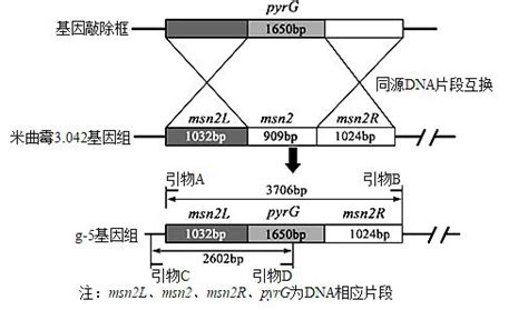 同源重组基因敲除技术是将同源dna片段导入受体细胞，利用同源dna片段的互换，用其他dna片段在原有位置替代靶基因，从而实现基因的敲除。米曲霉