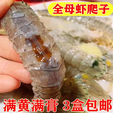 新鲜腌制全母皮皮虾大母虾爬子满黄满膏酱虾爬子卤皮皮虾海鲜鲜活虎窝淘