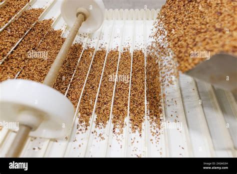 Grain Sorting Machine Paddy Machine Sorts Grains Of One Crop