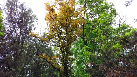 Обои Природа Деревья обои для рабочего стола фотографии природа деревья Обои для рабочего