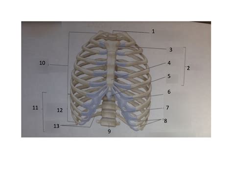 Ribs Diagram Quizlet