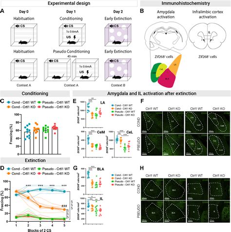 Amygdala And Il Cortex Activation After Extinction In Crtl1 Ko Mice A