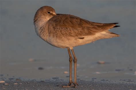 Shoreline Birds Ray Brown Wildlife Photography Ray Brown Wildlife