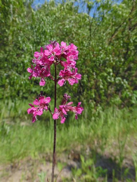 Viscaria vulgaris - Изображение особи - Плантариум