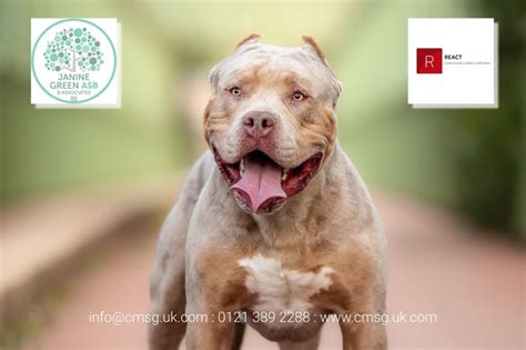 React Asb Justasbappit Ben Hunt