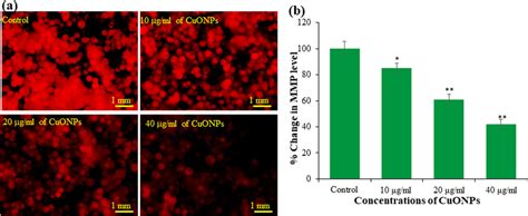 Copper Oxide Nanoparticles CuONPs Induced MMP Loss In Human Airway