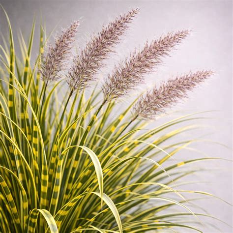 Miscanthus Sinensis Gold Breeze Maiden Grass Gold Breeze Tray