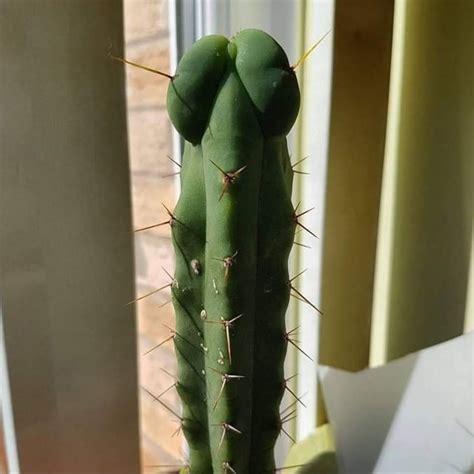 Forbidden Dildo Rholup