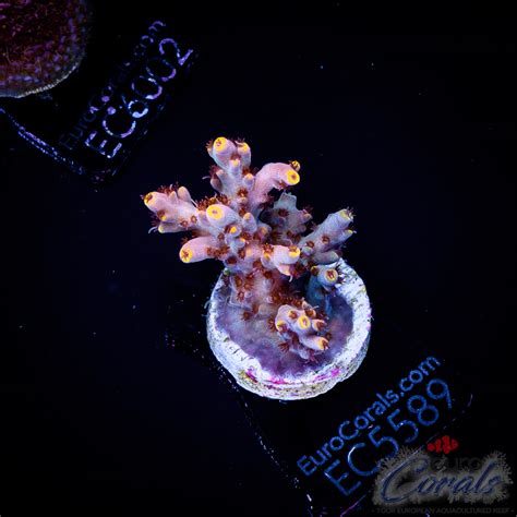EC Yellow Tipped Acro RED POLYPS Euro Corals