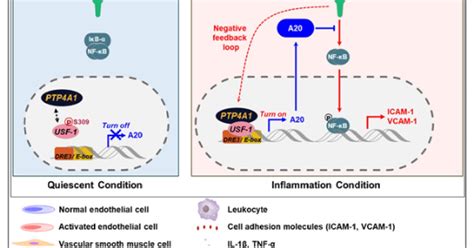 지금은 과학 혈관 내피세포 염증반응 제어하는 유전자 찾았다
