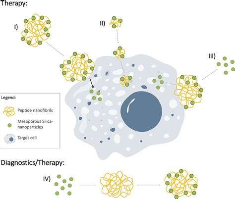 Different Hypothetical Ways Of How Hydrogel Particles Could Serve As Download Scientific