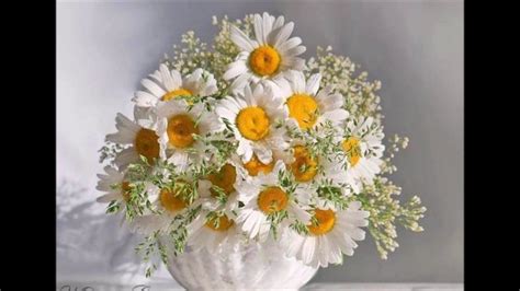 Мой фильм გვირილები Youtube