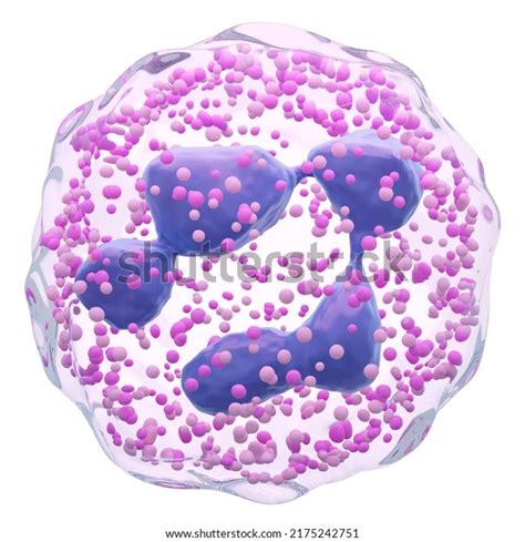 뉴트로필 Pmnpolymorphonuclear 투명한 세포와 다국적 세포와 스톡 일러스트 2175242751