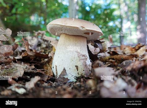 Gemeine Steinpilz Boletus Edulis Fichten Steinpilz Hessen