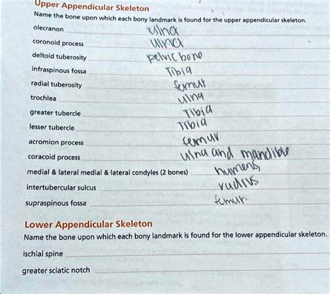 Upper Appendicular Skeleton Name The Bone Upon Which Each Bony Landmark Is Found For The Upper
