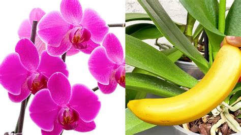 Machen Sie das mit Ihrer Orchidee Orchidee blüht das ganze Jahr