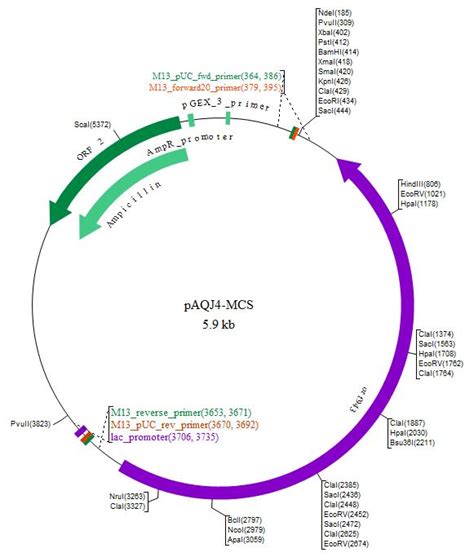 8 Puc19 Vector Map Images Puc18 Vector Map Plasmid Dna Restriction Map And Plasmid Vector Map