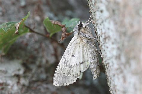 道草食ってみよっ ヤガ 6種調べてみました