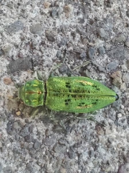 Report 4345 Report Western Cedar Borer Trachykele Blondeli