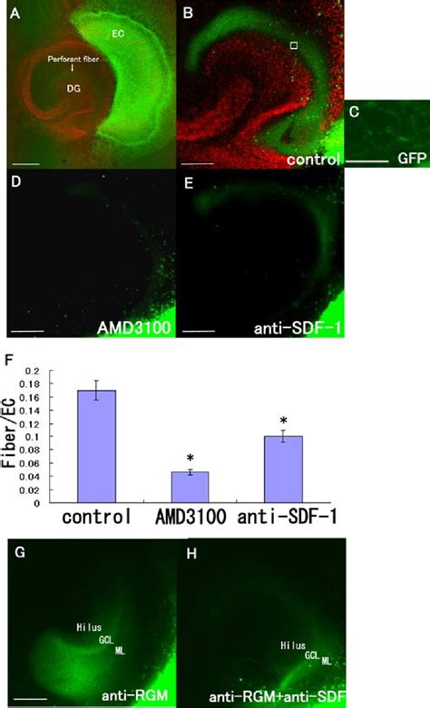 Figure 5 From Regulation Of Axonal Elongation And Pathfinding From The Entorhinal Cortex To The