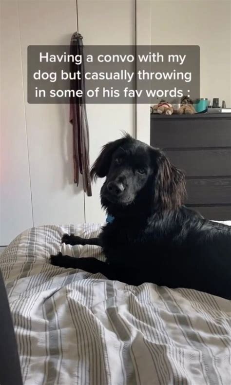 Tiktok User Shares Dogs Hilarious Reaction To Her Saying His Favourite