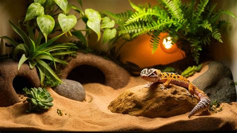 10 Best Leopard Gecko Terrarium Ideas A Garden Diary