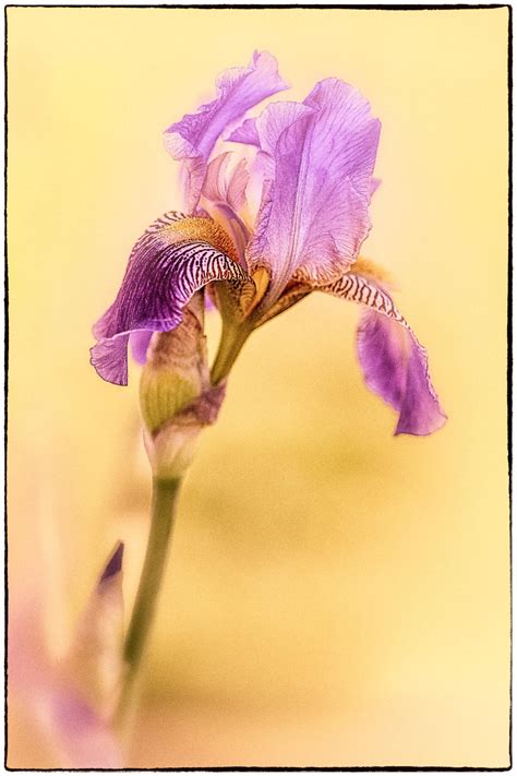 Fujifilm 90mm F 2 Xf R Lm Wr Lens With Flash 3 Uv Cpl Nd8 Filters Softbox