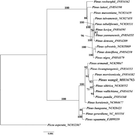 Phylogenetic Tree Inferred By Maximum Likelihood Ml Method Based On