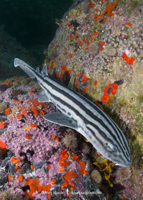 Pyjama Catshark Poroderma Africanum Pyjama Catshark Poroderma Africanum