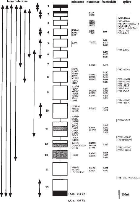 Schematic Representation Of The Mtm1 Gene Showing Individual Mutations