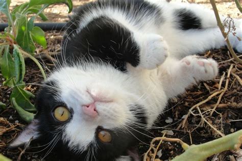 17 Best Images About Love Pokey Hes Such A Cute Cat On Pinterest