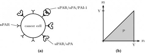 Schematic Diagrams Of A A Cancer Cell With Surface Bound Receptors