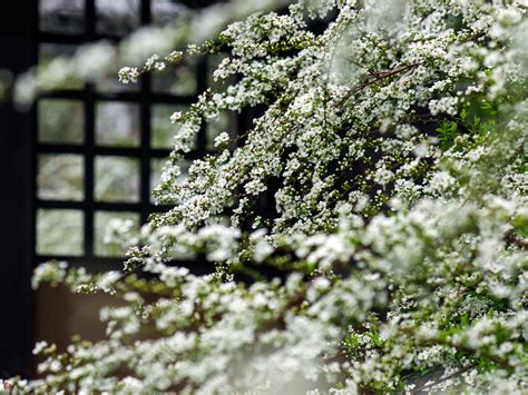 From The Garden Of Zen Yuki Yanagi Thunbergs Meadowsweet Flowers