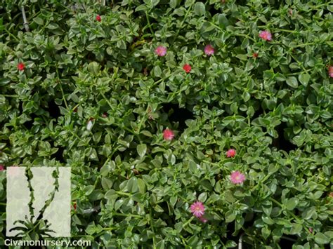 Maya Hearts And Flowers Aptenia Cordifolia Maya Civano Nursery