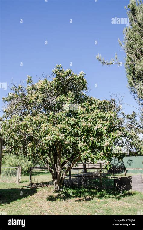 Loquat Tree In Flower Eriobotrya Japonicaalso Known As Japanese Plum