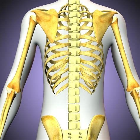 Premium Photo 3d Illustration Of Human Body Skeleton Anatomy