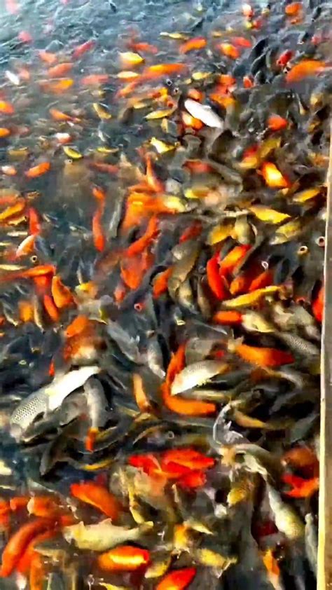 鲤鱼翻身 鸿运当头动物手机动态壁纸 动物手机壁纸下载 元气壁纸