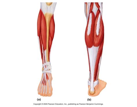 Lower Leg Ankle Foot Muscles — Printable Worksheet