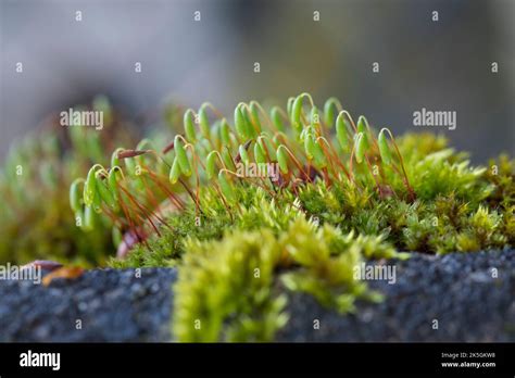 Haarblättriges Birnmoos Scheuerlappen Moos An Einer Steinmauer Mauer Bryum Capillare