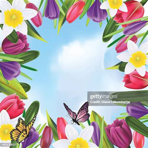 Daffodils Border Photos And Premium High Res Pictures Getty Images