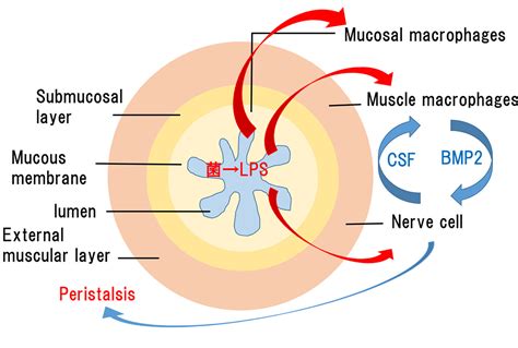Constipation And Lps Whats Lps Macrophi Inc Lps Material