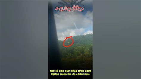 තල මල පිපිලා Youtube