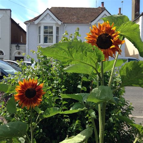 Helianthus Annuus Prado Red Sunflower Prado Red Uploaded By Inlove